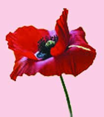 poppy1 – Evington Echo